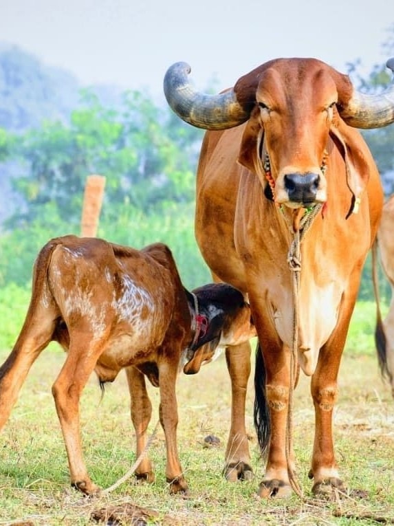 जानें गिर गाय नस्ल की खासियत - Know the specialty of gir cow breed