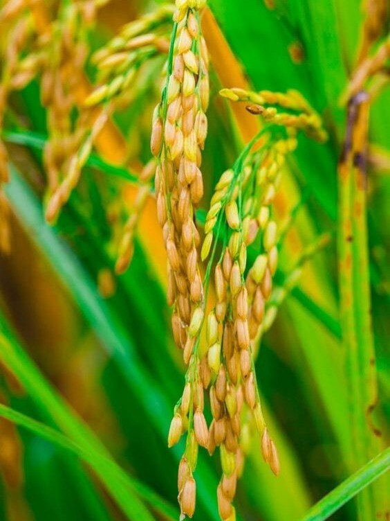 'गोल्डेन राइस' के बारे में सुना है कभी? - Know about golden rice benefits