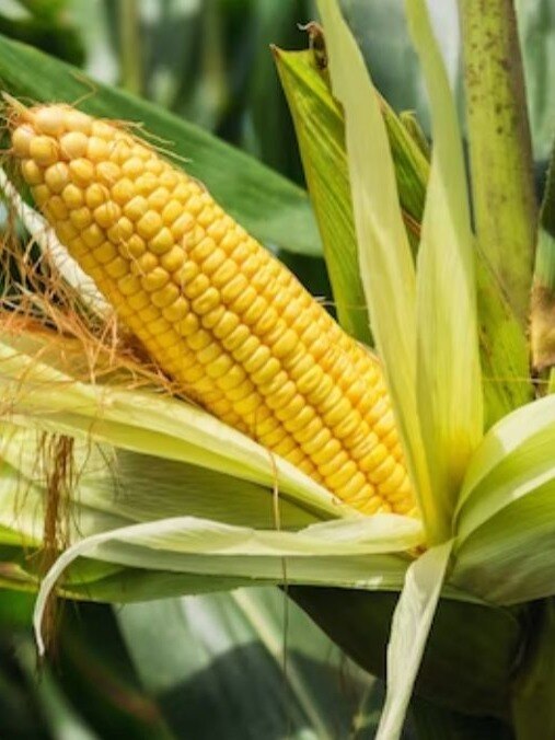 बसंत ऋतु में मक्का की खेती के Tips - Maize cultivation tips in spring