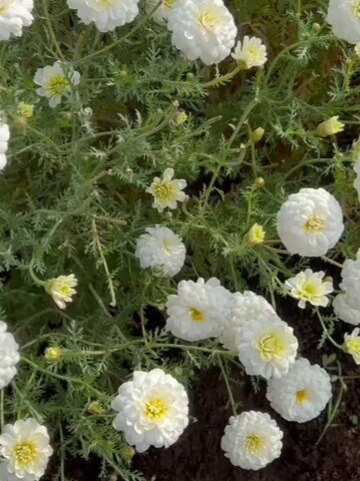 कभी बिजली के फूल देखे हैं? - Have you ever seen bijli flower