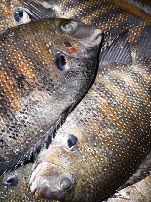 Fresh Fish Identification Tips Tatka maach chenar upay soc