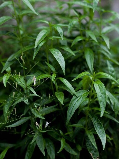 कालमेघ की खेती के कुछ टिप्स - Tips for cultivation of kalmegh