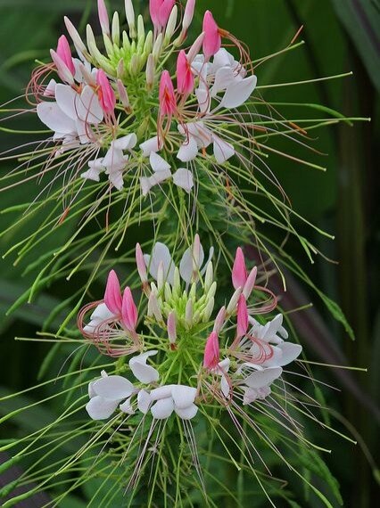 हेल्दी बेनेफिट्स के लिए लगाएं छुईमुई - Know the healthy benefits of ...