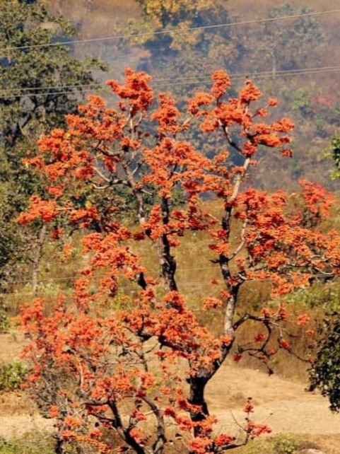 यहां जानें पलास के फूलों की खासियत - Palas flower very special in holi