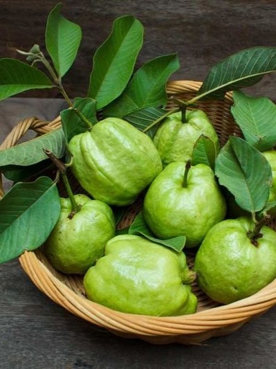 अमरूद के पेड़ पर खूब आएंगे फल,करें ये काम - Guava trees bear fruit just ...