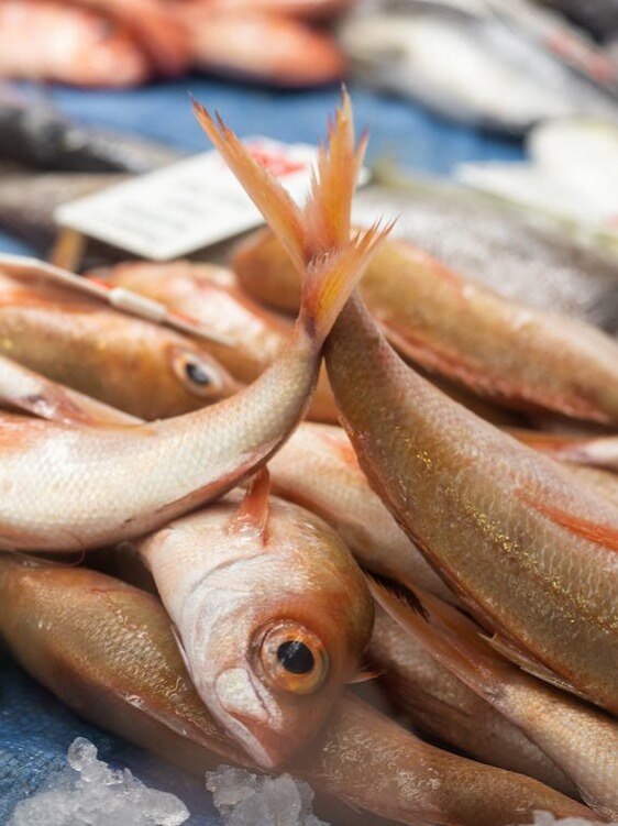 इस टेक्निक से बाजार तक पहुंचेंगी फिश - Fish alive from water to market