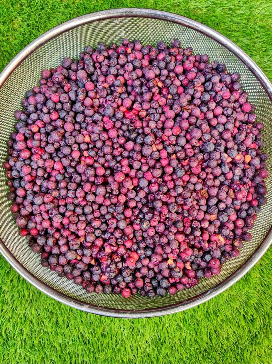 गर्मी के हेल्दी फल फालसे के बेनेफिट्स - Do you know benefits of eating ...