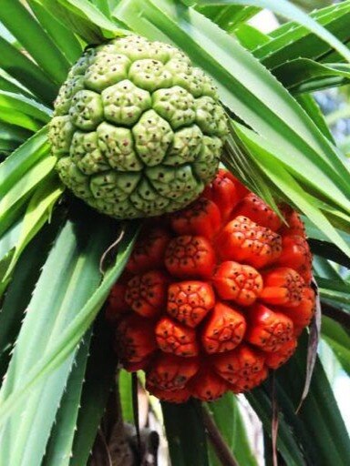 सुगंधित केवड़े में छिपे हैं अनगिनत फायदे - There are benefits hidden in ...