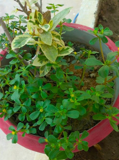 क्या है कुल्फा और कैसे करें खेती? - What is kulfa and why is it in demand