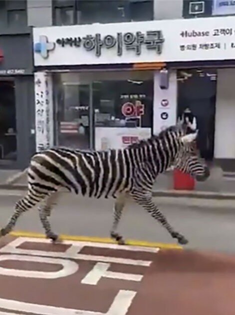 Zebra escapes from Seoul zoo in South Korea, Seros video goes viral