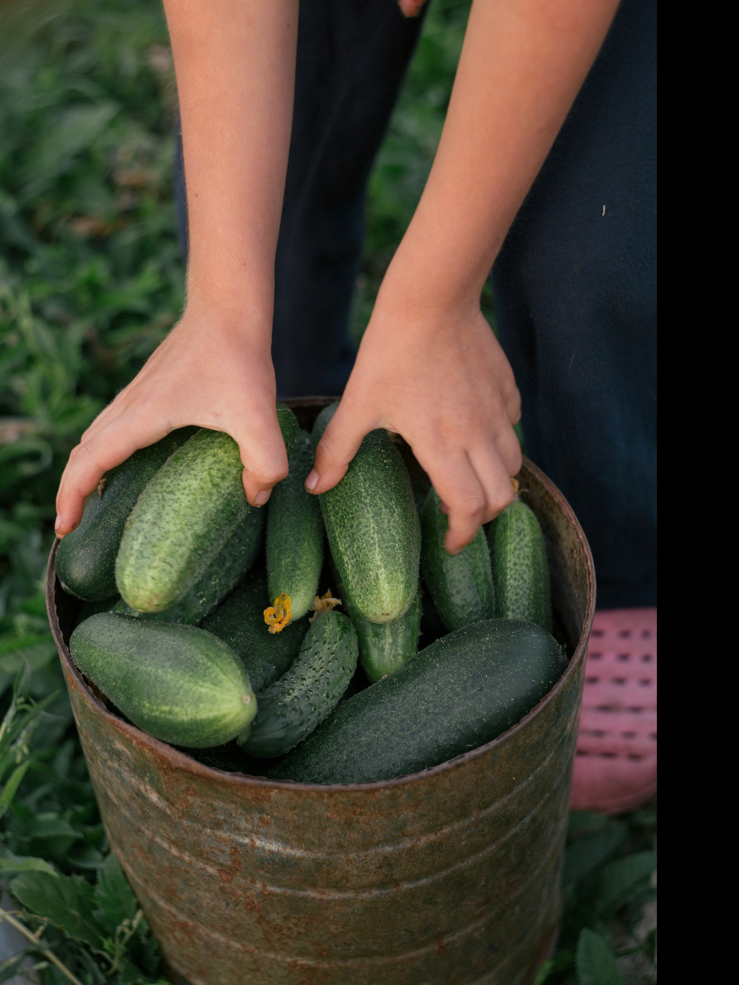 Cucumber Benefits with Peel sus