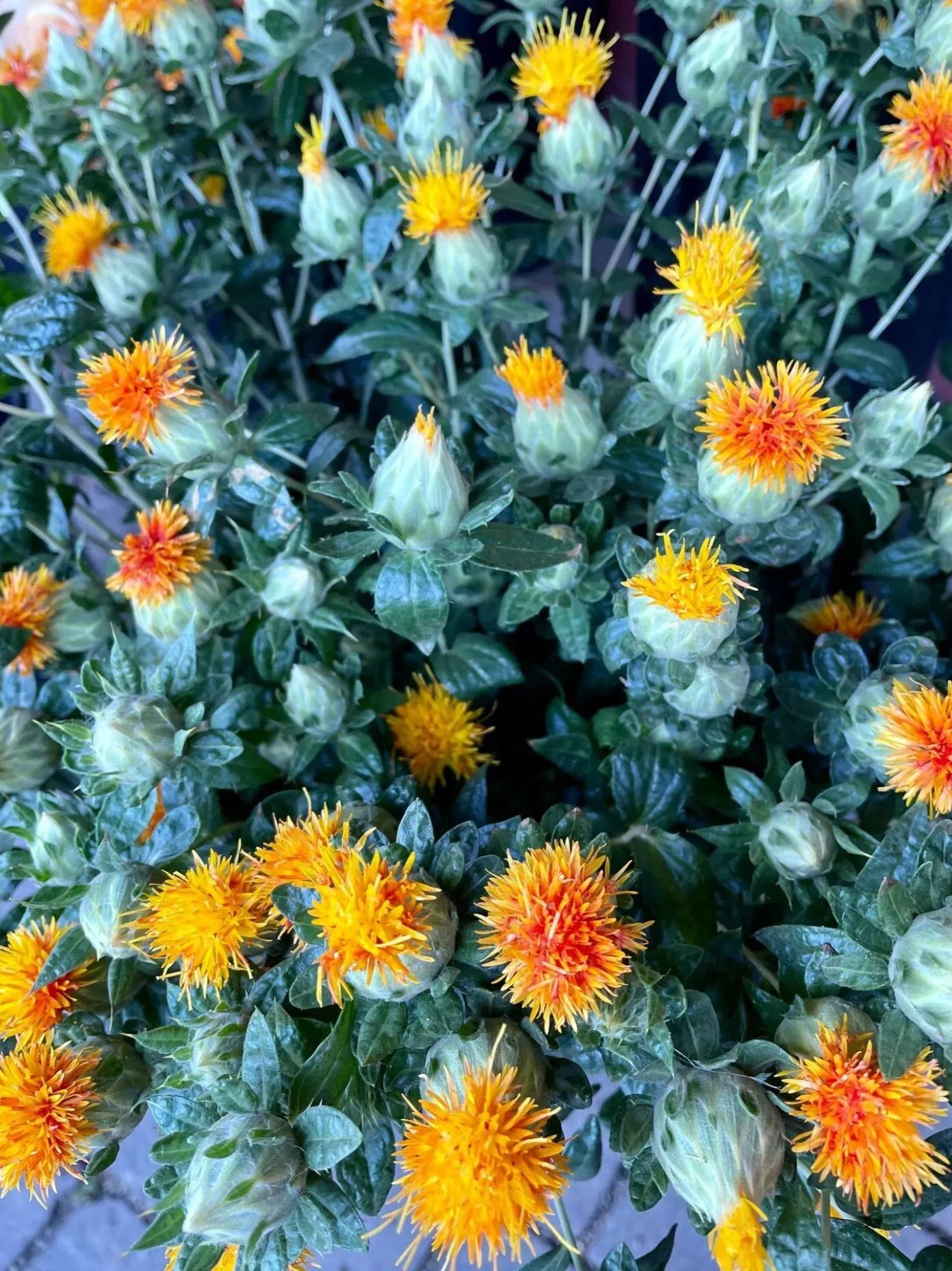 इस फूल की खेती है सबसे खास - Cultivation of safflower flower is most ...