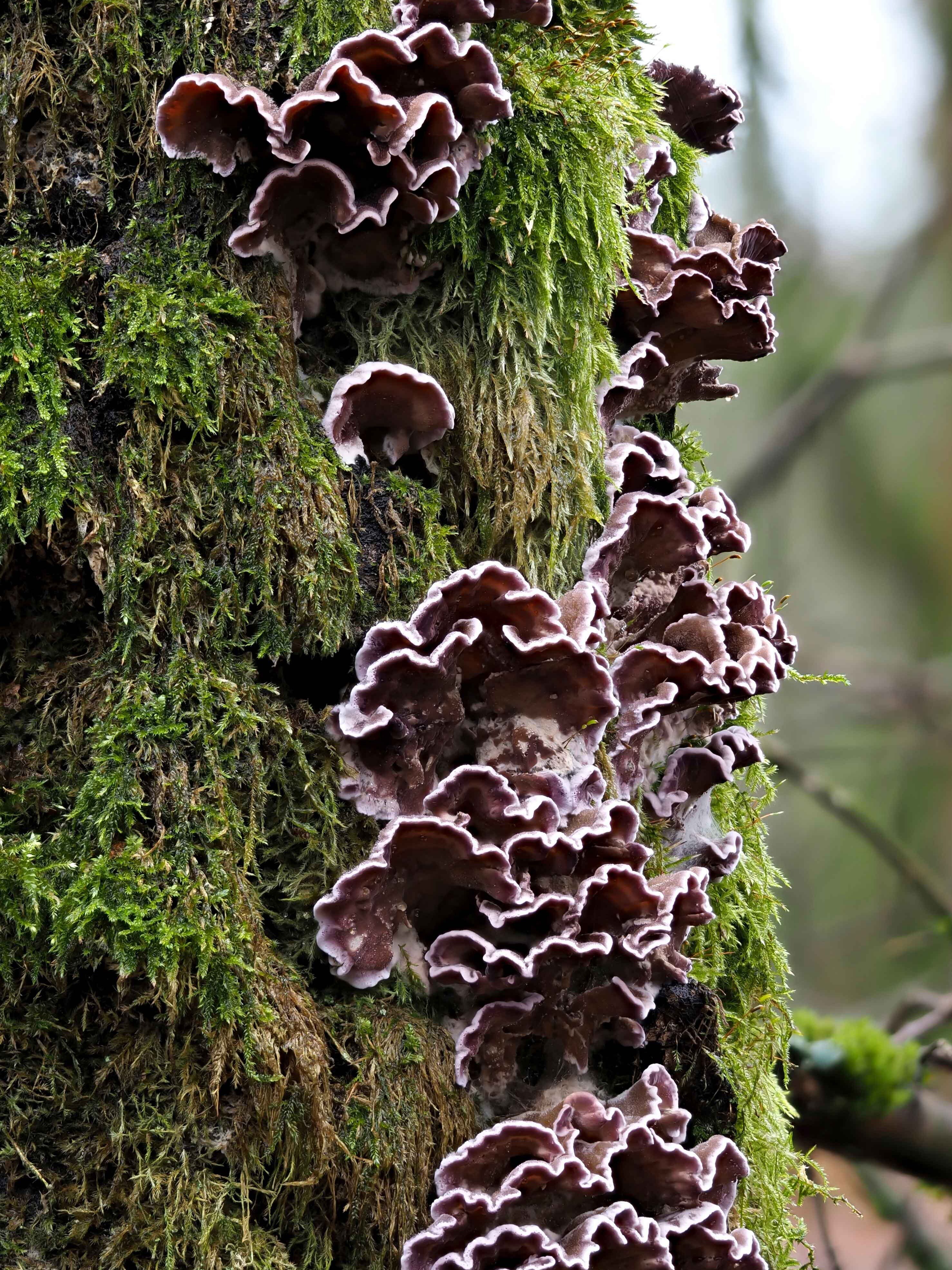 Kolkata man is world’s first human to be infected by deadly plant fungus