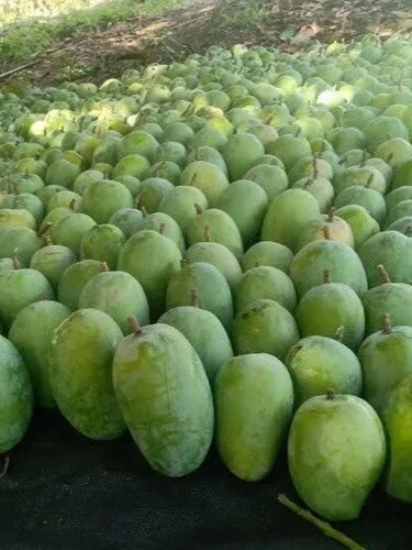 बनारस के आम-पान का कमाल, मिला ये खिताब - Banarasi langda mango gets gi tag