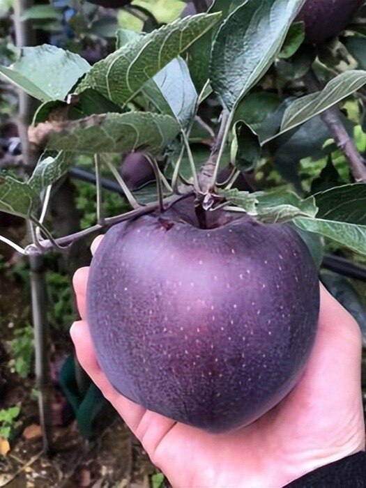 कौन है सेब का 'राजा' ब्लैक डायमंड! - What is black apple know farming tips