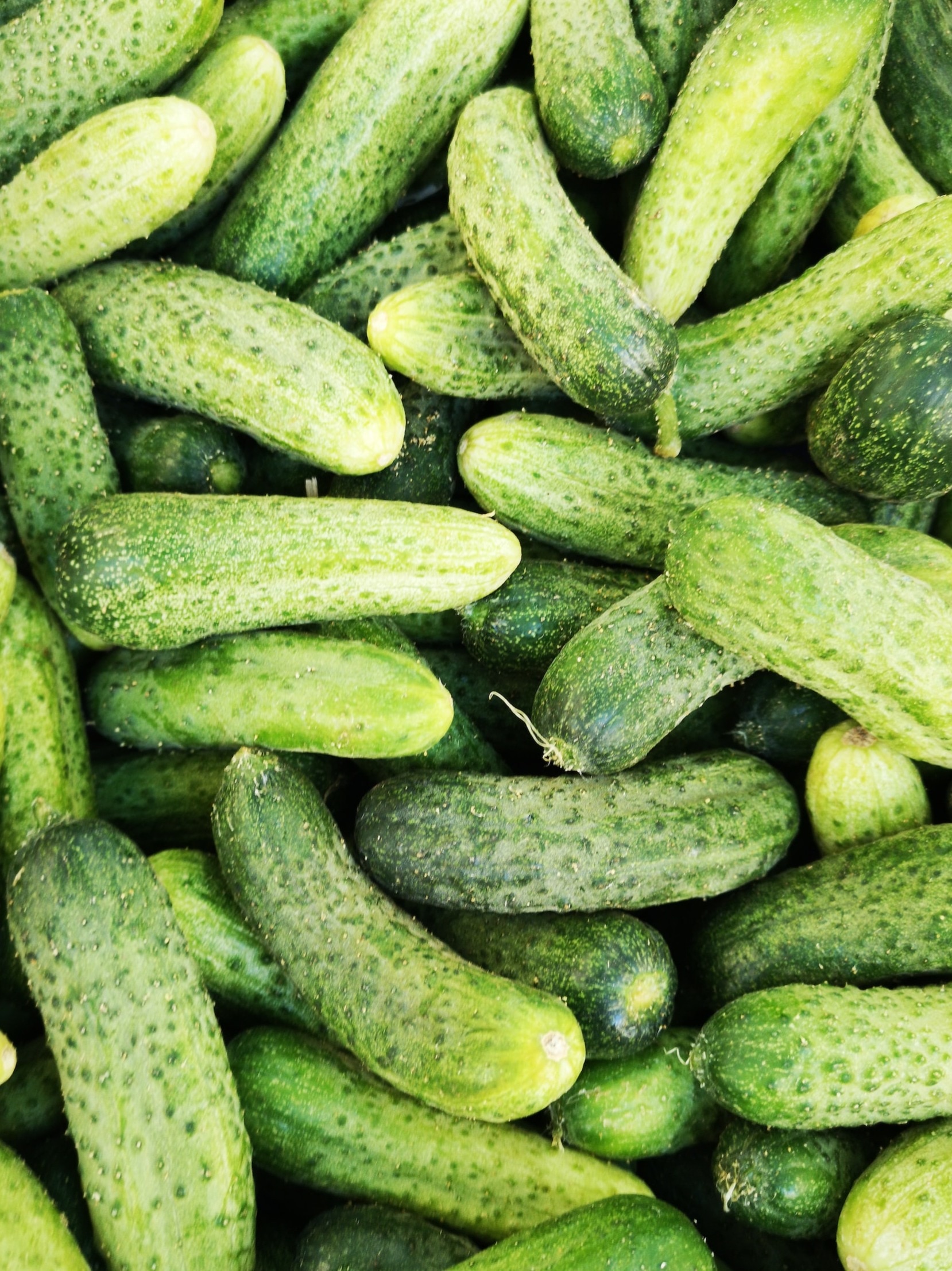 Cucumber For Weight Loss In Summer sus