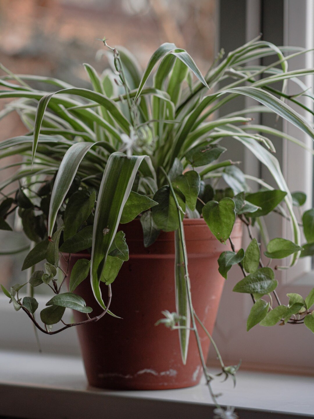 Vastu fengshui tips spider plants sus