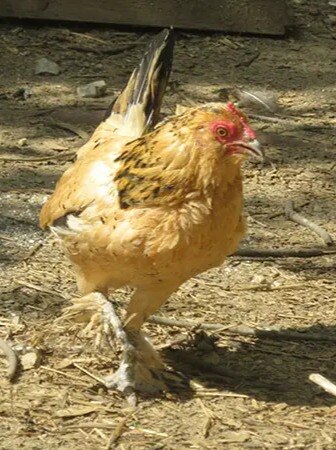 ये है दुनिया की सबसे 'बूढ़ी' मुर्गी! - This is the world oldest hen know