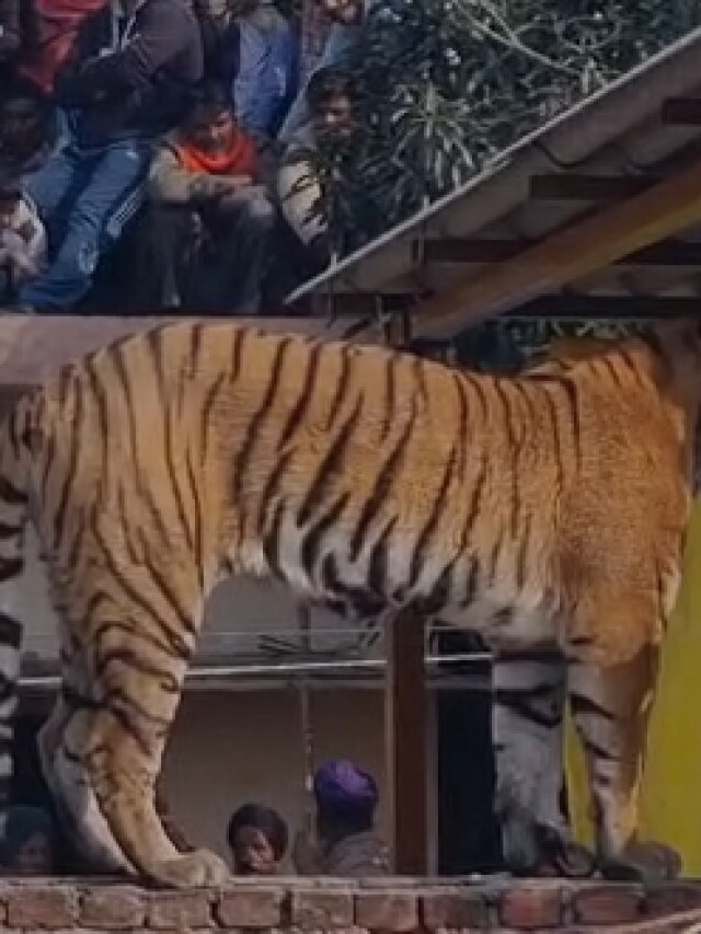 पीलीभीत के गांव में अचानक पहुंचा टाइगर, देखें कैसे किया गया रेस्क्यू