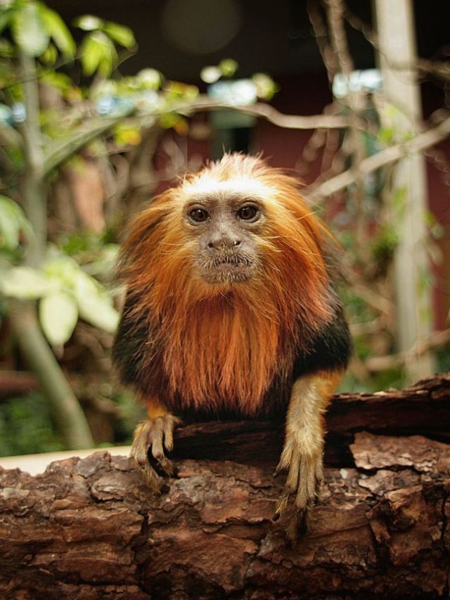 World's Most Endangered Animals