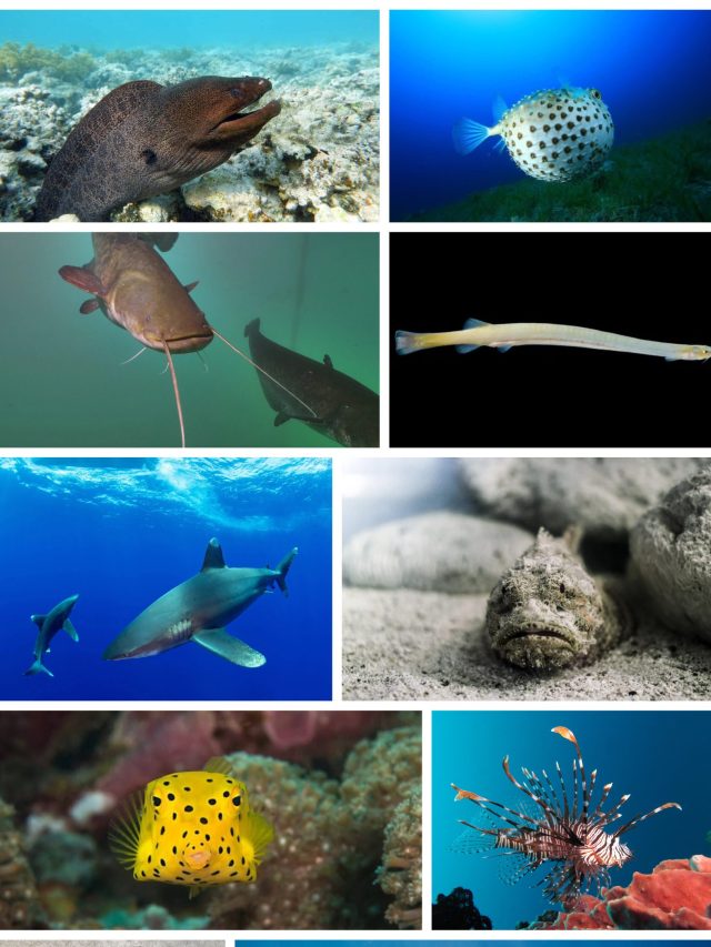 Deadliest fish in the world