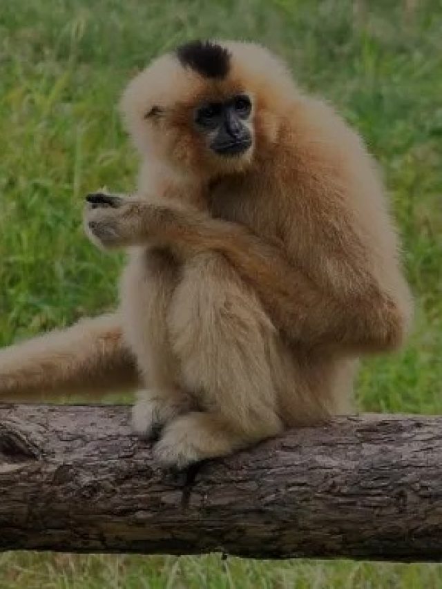 Most unique and rare animals found in Northeast