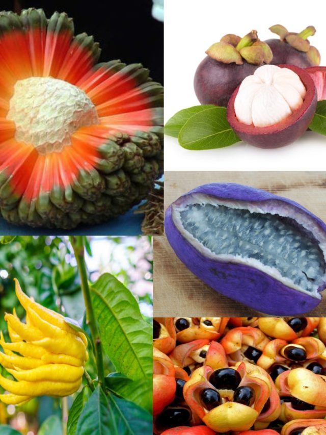 Strange fruits and vegetables of the World