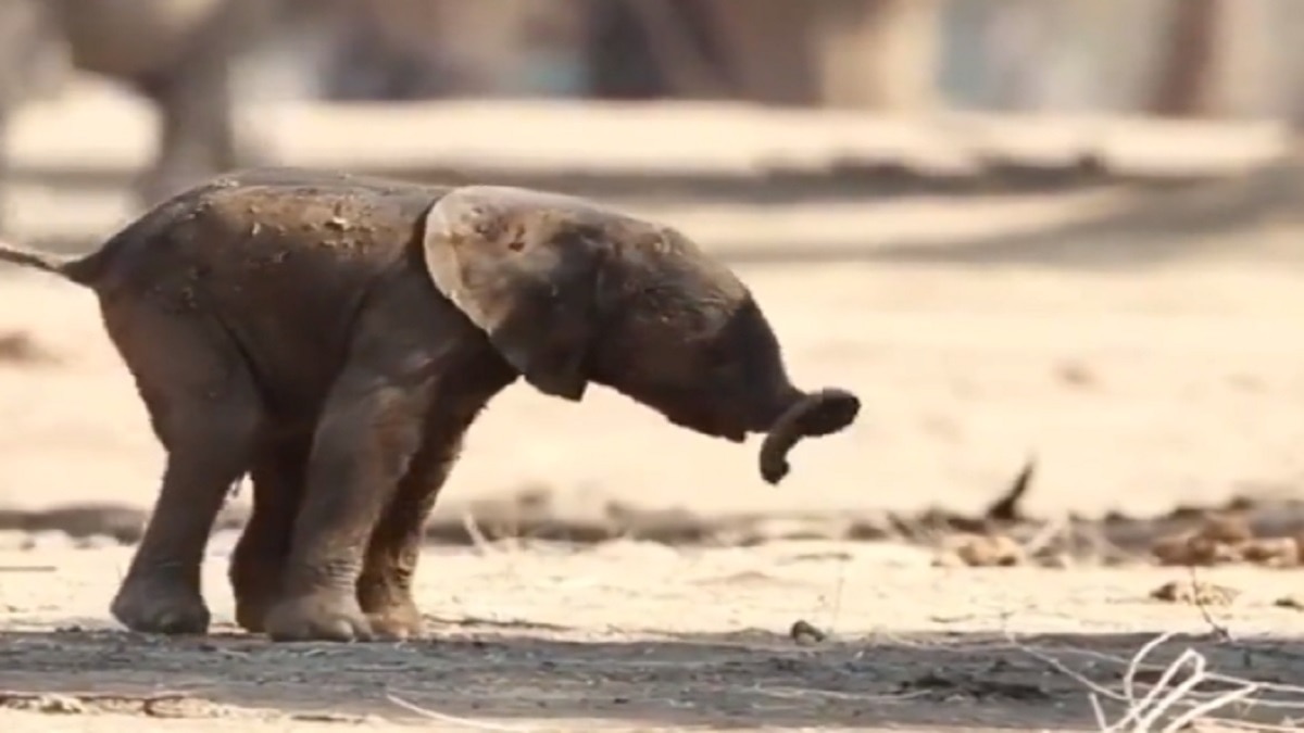 गिरा...उठा...लड़खड़ाया...फिर गिरा... Baby Elephant का वीडियो आपका दिन ...