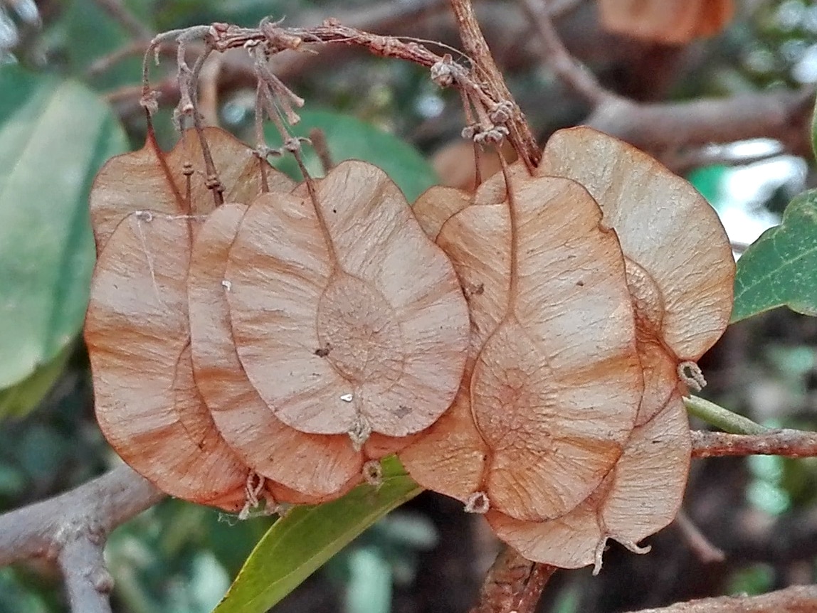 चिलबिल का पेड़ याद है आप सबको? - Know the chilbil tree full of ...