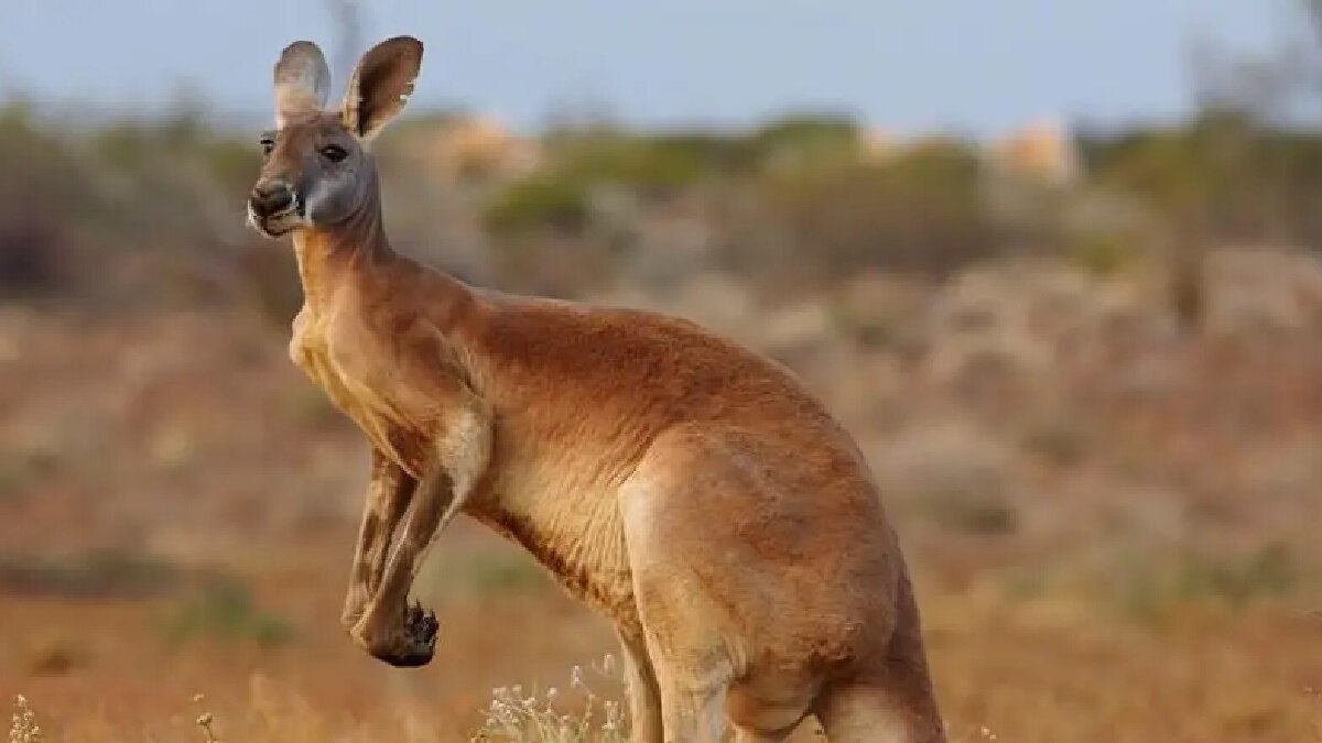 Species that have more than Four Limbs