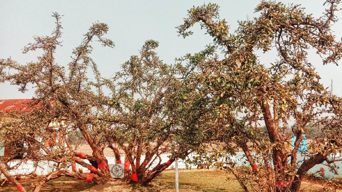 Bakhar Bengena: Mystical 580-year-old Tree of Assam
