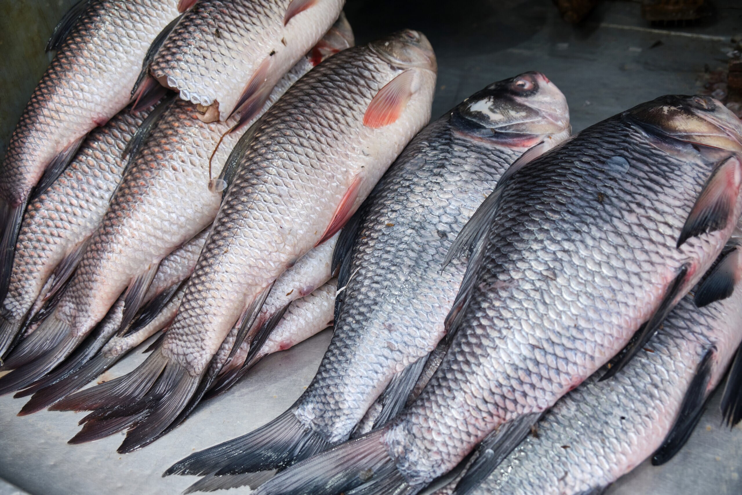 Exquisite Local Fishes of Assam
