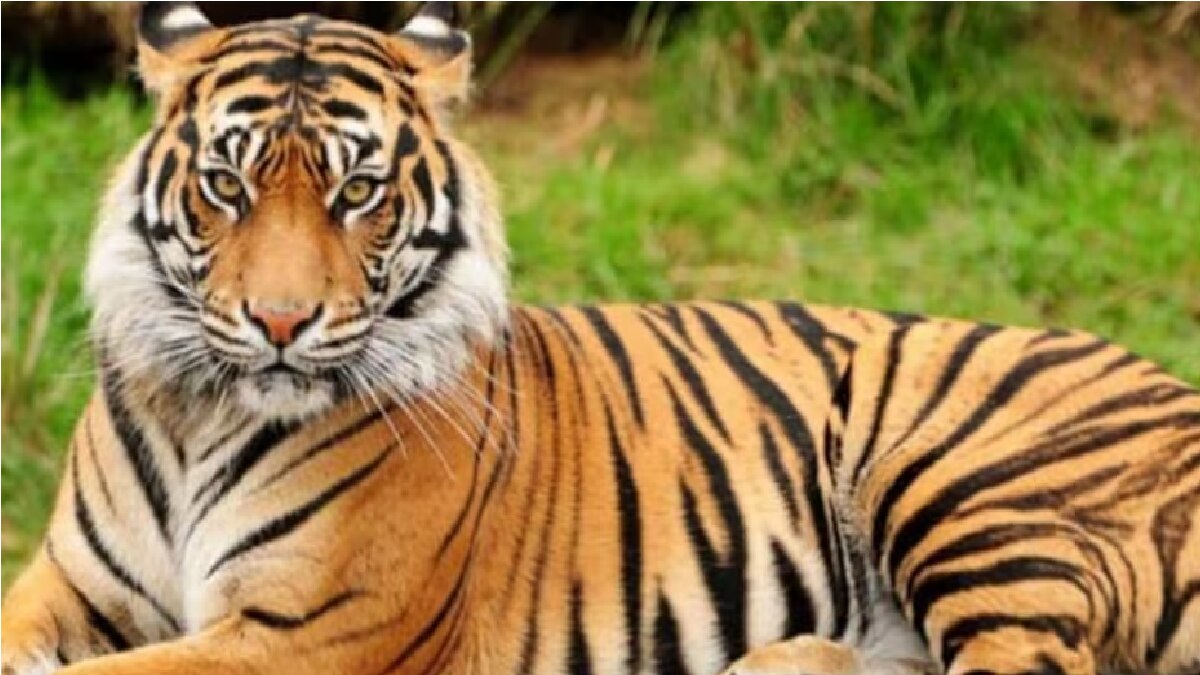 'काहे का रॉयल बंगाल टाइगर?' वायरल हुआ वीडियो - Sundarbans royal bengal ...