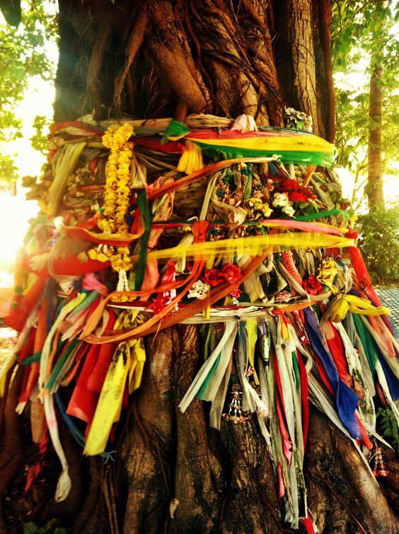 क्या है वट वृक्ष, जिसके बिना अधूरा है वट सावित्री व्रत - Banyan tree is ...