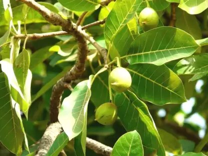 OMG!क्या कभी मक्खन का पेड़ देखा है? - Have you ever seen indian butter ...