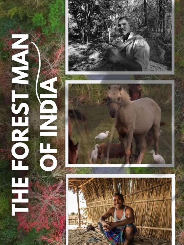 This is Assam's first man-made forest