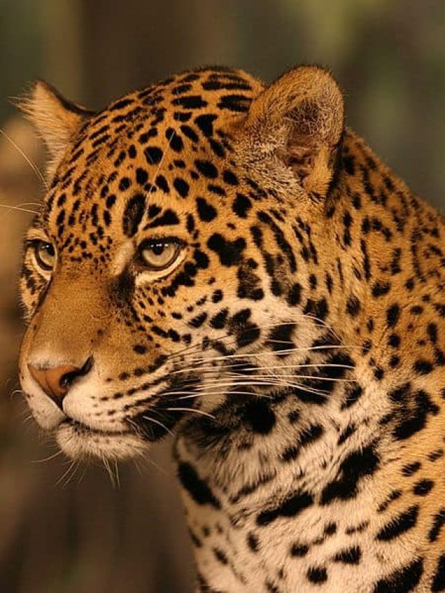 Toughest animals in the world