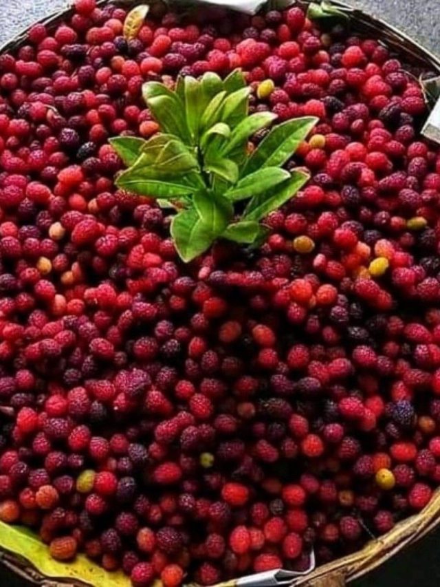 कभी काफल फल के बारे में सुना है? - Know ever aboutol of uttarakhand ...