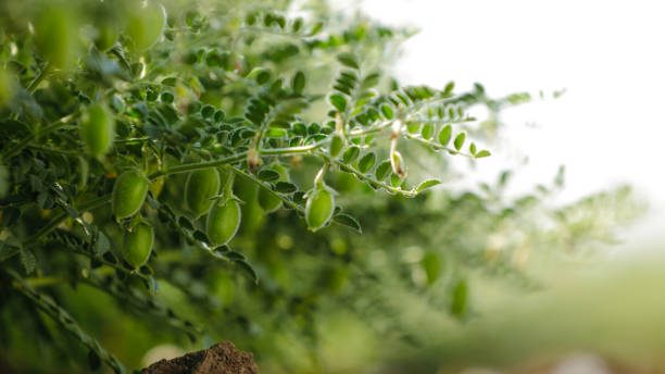 ये हैं चने की टॉप 5 वैराइटी... - These are the top 5 varieties of gram