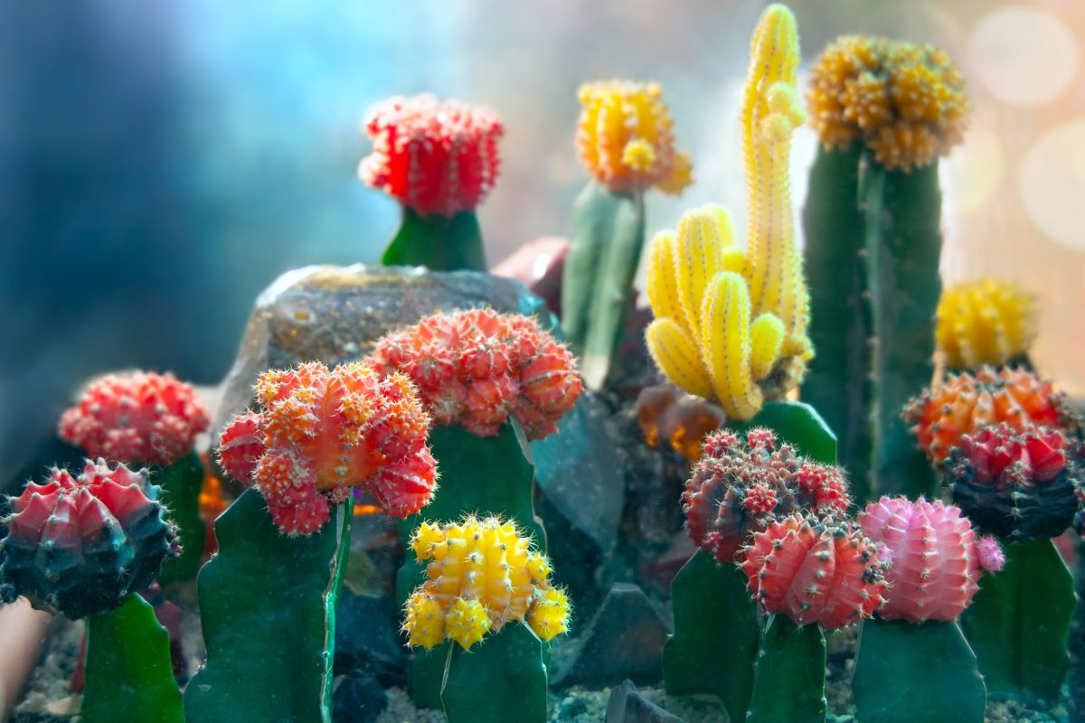 Cactus That Are Actually Edible