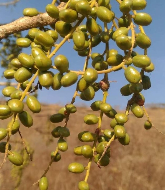 कहीं खो सा गया है मध्यप्रदेश का ये पेड़! - New generation hardly knows ...