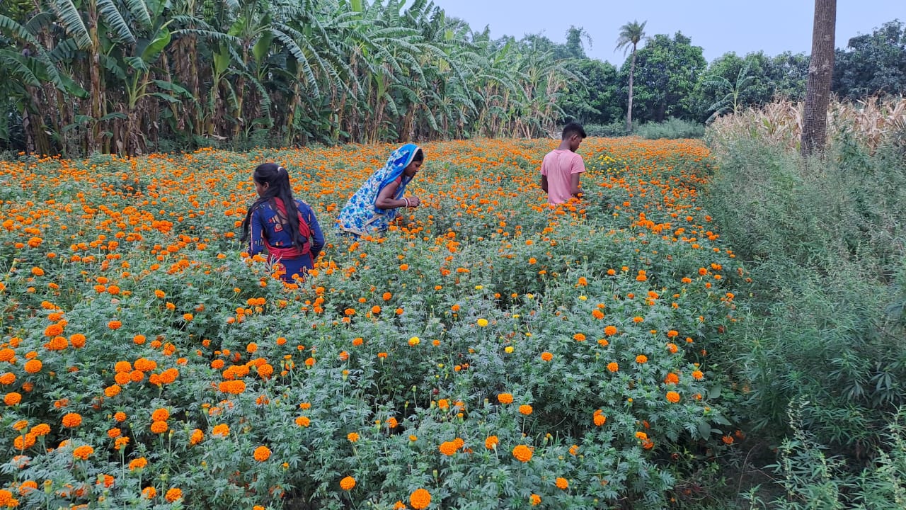 कैसे फूलों की खेती ने बदली महिलाओं की किस्मत! - How floriculture ...