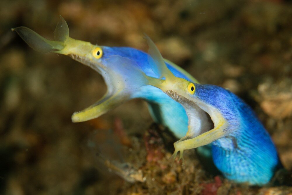 Fish That Can Change Their Gender