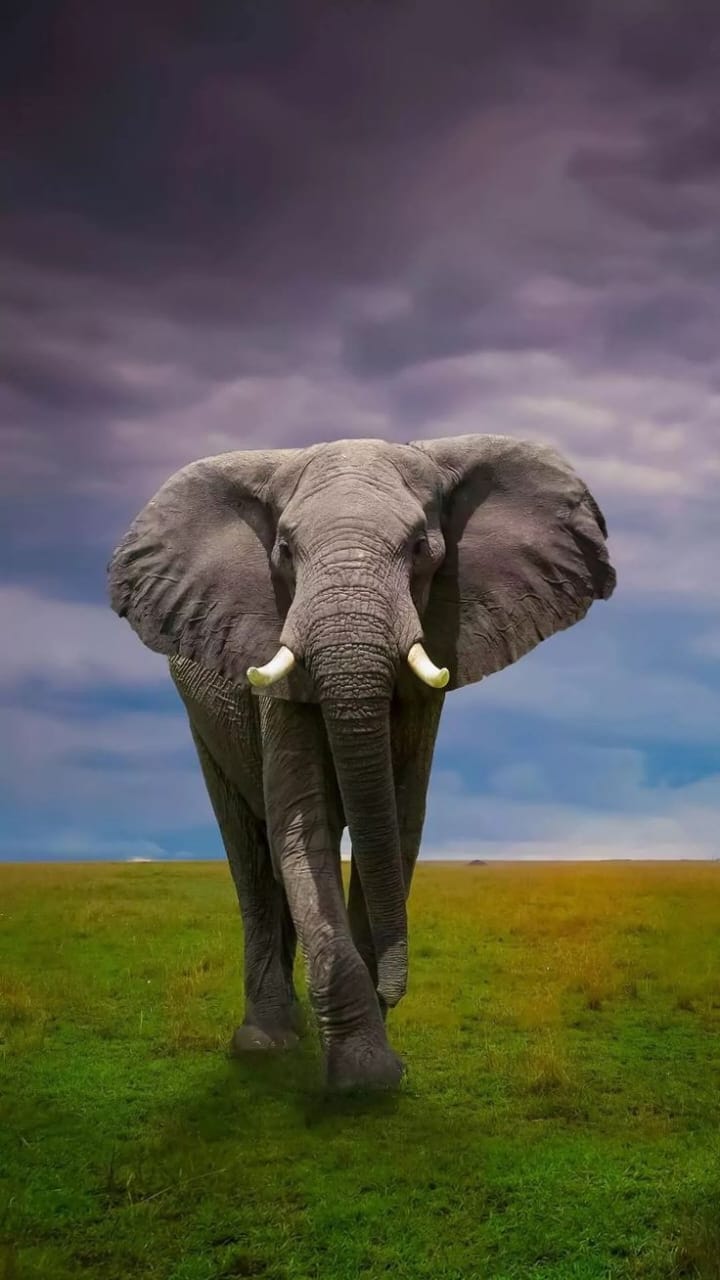 क्यों हाथी के दांत बिकते हैं इतने महंगे? - Why are ivory sold so expensive