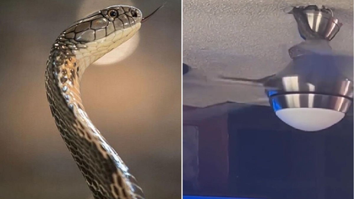बना रहा था पंखे पर लटके सांप का Video, हुआ ऐसा कि निकल गई चीख - Snake ...