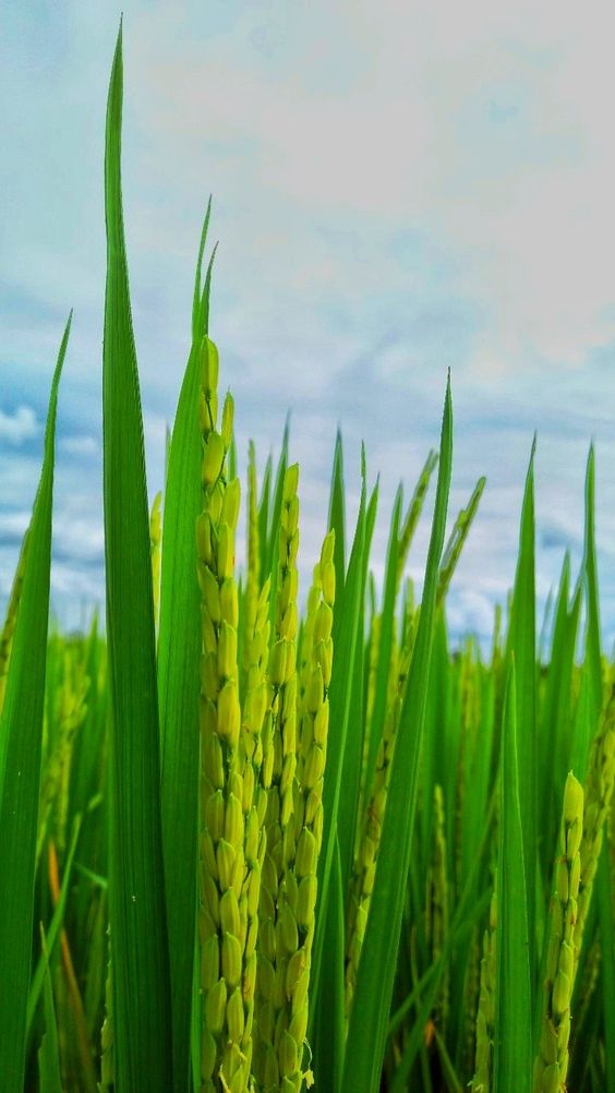 बिना तैयारी बो रहे हैं धान तो हो जाएं सावधान! - What to keep in mind ...