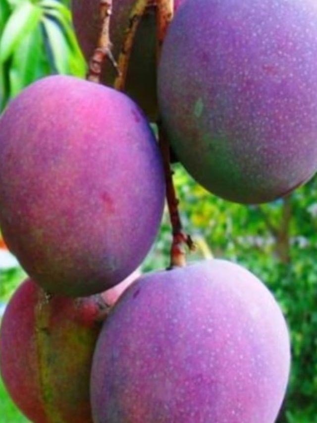 All you need to know about world's most expensive mango 'Miyazaki'