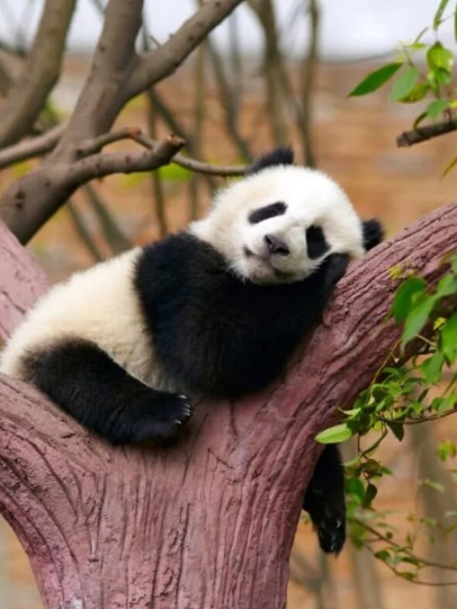 10 Animals That Sleep A Lot