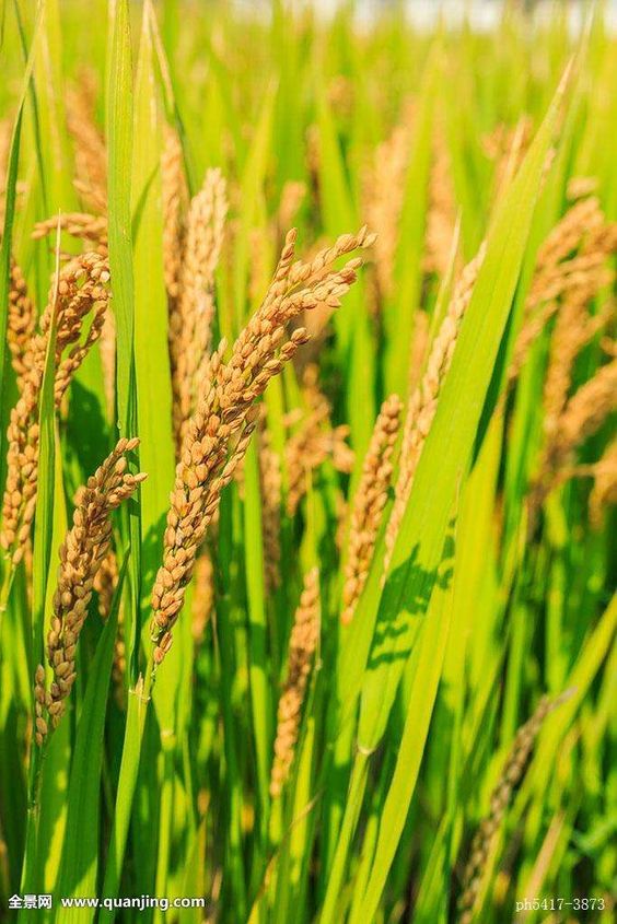 धान की ये खास किस्म बंजर धरती पर भी खूब उगेगी! - The name of this ...