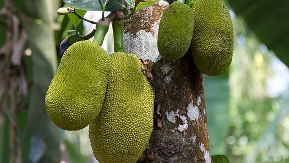 गर्मियों में कटहल खाने के 5 जबरदस्त लाभ, दो फायदे तो चौंका देंगे ...